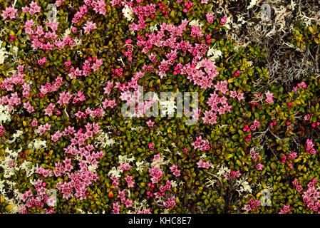 Blossoms of the alpine azalea (Kalmia procumbens Stock Photo - Alamy