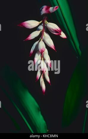 Shell Ginger, Alpinia zerumbet, Zingiberaceae. Aka Light Galangal, Pink ...