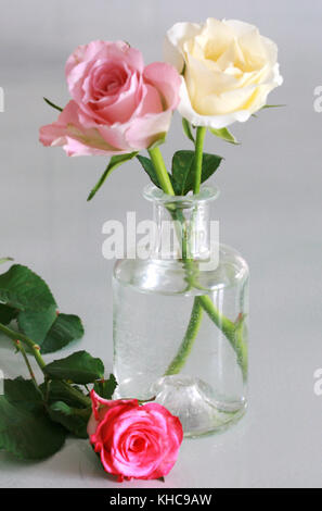 Delicate pink rose on vase on beige background. Minimal composition ...
