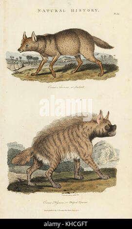 Striped hyena, Hyaena hyaena. Copperplate engraving from James Bruce's ...