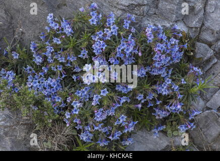 A rare endemic shrubby Gromwell, Lithodora zahnii on limestone cliff ...