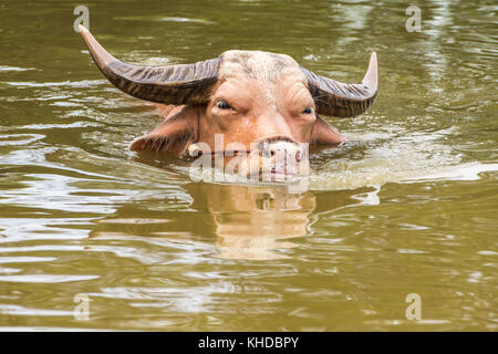 Swamp Water Buffalo standing in a pool of mud in Kruger National Park ...