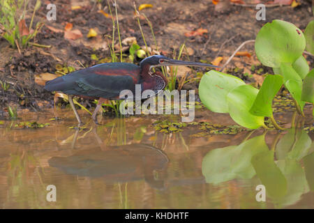 Agami Heron (Agamia agami Stock Photo - Alamy