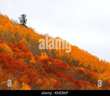 An lone evergreen tree on a hill Stock Photo - Alamy