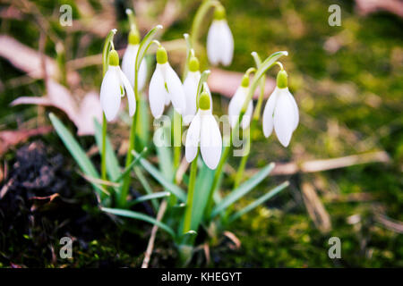 Closeup shot of fresh common snowdrops (Galanthus nivalis) blooming in ...