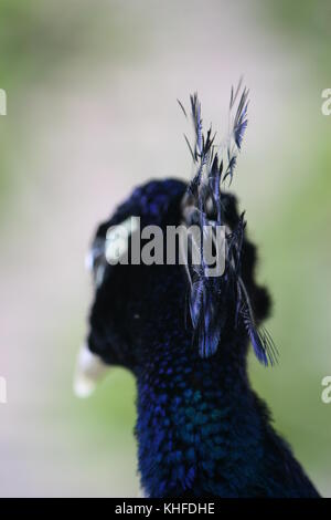 Bright blue peacock with its crest, close up Stock Photo - Alamy