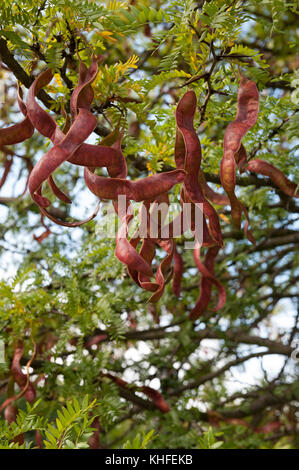 twisted curly seed pods of honey locust bean tree ripening late summer ...