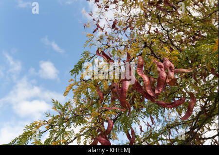 twisted curly seed pods of honey locust bean tree ripening late summer ...