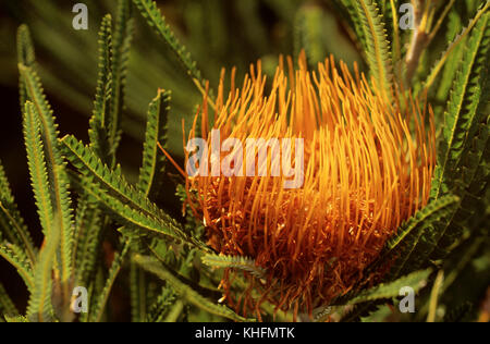 Showy dryandra (Banksia formosa), Bluff Knoll, Stirling Range National ...