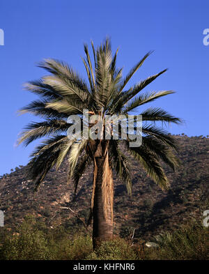 Endangered Chilean Palm Jubaea Chilensis Can Live More Than A Endangered Chilean Palm Jubaea Chilensis Can Live More Than A