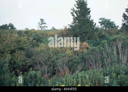 A pocosin wetland in North Carolina, characterized by its unique ...
