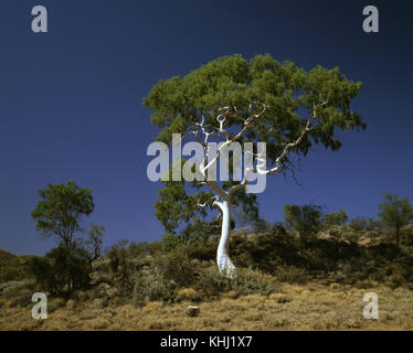 Central Australia, Trephina Gorge, Ghost Gum Tree (Eucalyptus papuana ...