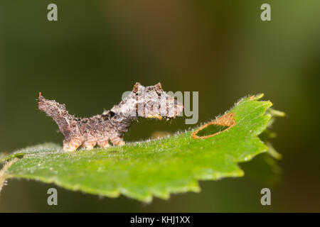 Scalloped hook tip moth larva Stock Photo - Alamy