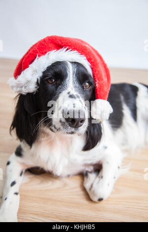 English springer spaniel wearing a santa hat Stock Photo - Alamy