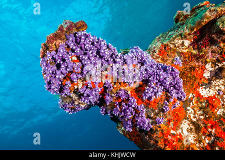Violet Lace Corals in Surf zone, Distichopora violacea, Christmas ...