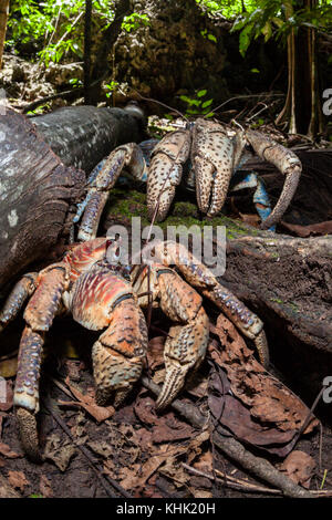 coconut crab, robber crab, or palm thief, Birgus latro, climbing on ...
