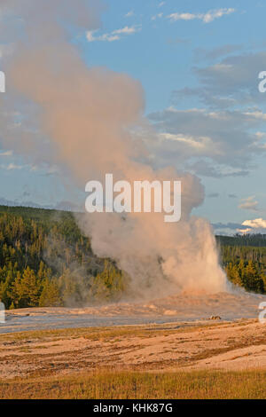 Evening eruption of Old Faithful geyser with tree and snow, Yellowstone ...