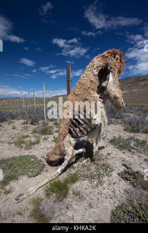 Guanaco (Lama guanicoe) dead adult skeletal remains caught on wire ...