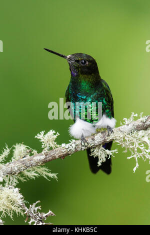 Glowing Puffleg (Eriocnemis vestitus) hummingbird, Colombia Stock Photo ...