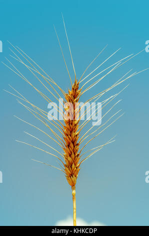 golden color spica on field and blue sky with clouds. soft focus Stock ...