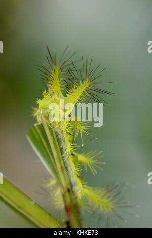 A stinging caterpillar of a slug moth from the Amazon rainforest, this ...