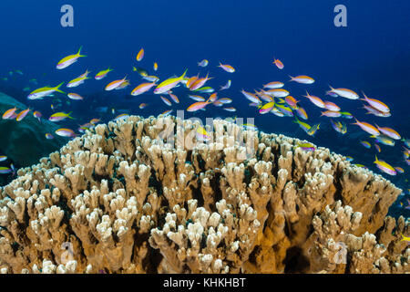 Shoal of Yellowback Anthias, Pseudanthias evansi, Christmas Island ...