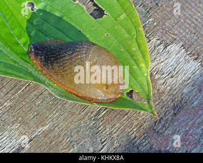 Shell-less air-breathing terrestrial gastropod mollusc land slug on ...