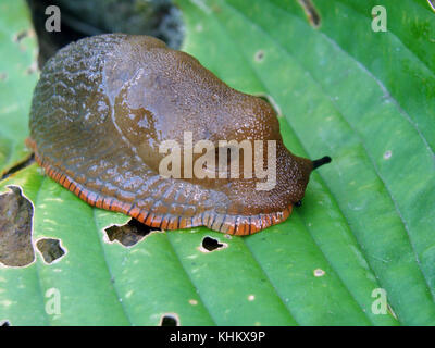 Shell-less air-breathing terrestrial gastropod mollusc land slug on ...