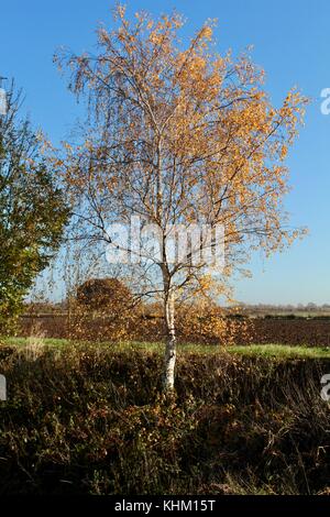 Single silver birch tree (Betula pendula) during winter against a blue ...