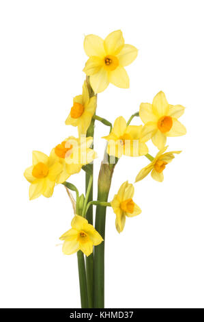 Multi headed daffodil flowers isolated against white Stock Photo - Alamy