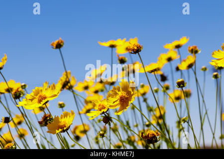 Yellow Namakwaland Daisy (Karoo Stock Photo - Alamy