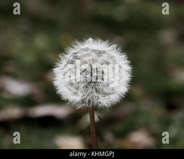 Real pretty white fluffy dandelion on black background like symbol of ...