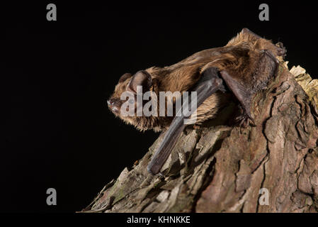Leisler's Bat (Nyctalus leisleri), Eindhoven, Netherlands Stock Photo ...