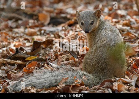 Narrow-striped mongoose, Malagasy narrow-striped mongoose (Mungotictis ...