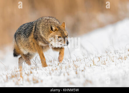 Golden Jackal (Canis aureus) stalking in winter, Danube Delta, Romania Stock Photo - Alamy