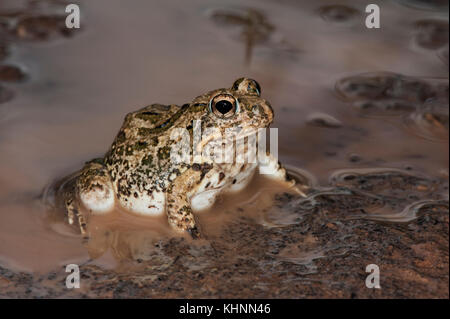 Tremolo Sand Frog (Tomopterna cryptotis) in waterhole, Marakele ...