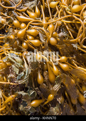 Giant Kelp Macrocystis pyrifera, with pneumatocysts (air bladders ...