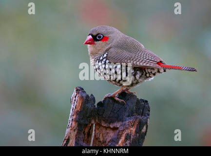 Red-eared Firetail - Stagonopleura oculata also known as Boorin, finch ...