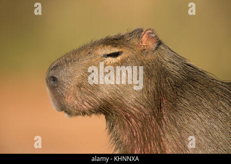 Capybara (Hydrochoerus hydrochaeris) head and shoulders of a Capybara ...