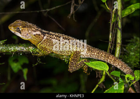 Bocourt's Dwarf Iguana (Enyalioides heterolepis), Esmeraldas, Choco ...