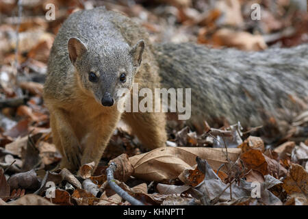 Narrow-striped Mongoose - Mungotictis decemlineata, beautiful shy ...
