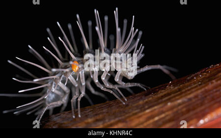 Woodlouse (Calmanesia sp), Mananara Nord National Park, Madagascar ...