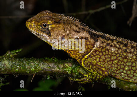 Bocourt's Dwarf Iguana (Enyalioides heterolepis), Esmeraldas, Choco ...