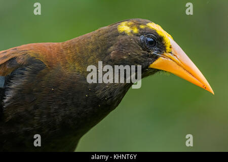 Russet-backed oropendola (Psarocolius angustifrons) flying with grasses ...