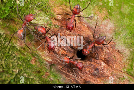 Ant (Calomyrmex sp) group at nest entrance, Danum Valley Conservation ...