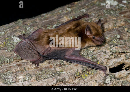 Little Brown Bat, Myotis lucifugus, awakened from winter hibernation in ...