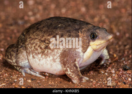 Mottled Shovel-nosed Frog (Hemisus marmoratus), South Africa Stock ...
