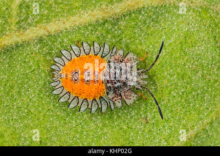 Stink Bug (Pentatomidae) larva, Guacharo Cave National Park, Colombia ...