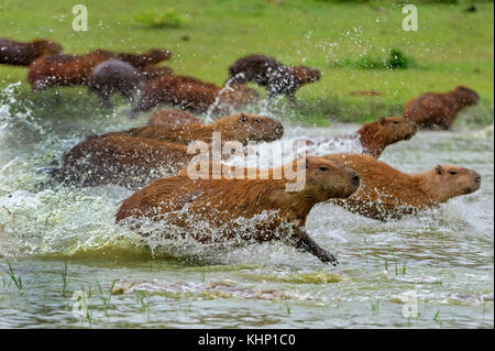 Capybara (Hydrochoerus hydrochaeris) running through water, Pantanal ...