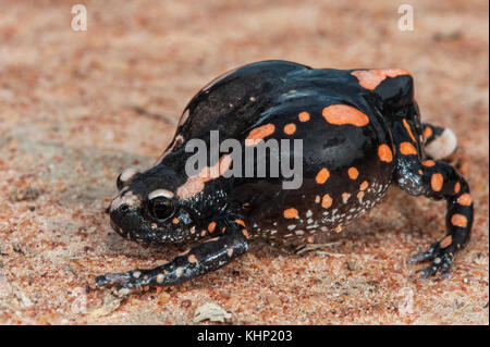 Red-banded Rubber Frog (Phrynomantis bifasciatus), Marakele National ...